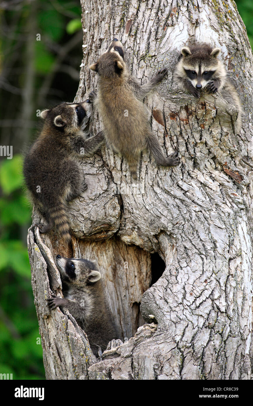 Raccoons (Procyon lotor), kits climbing tree, Minnesota, USA Stock ...
