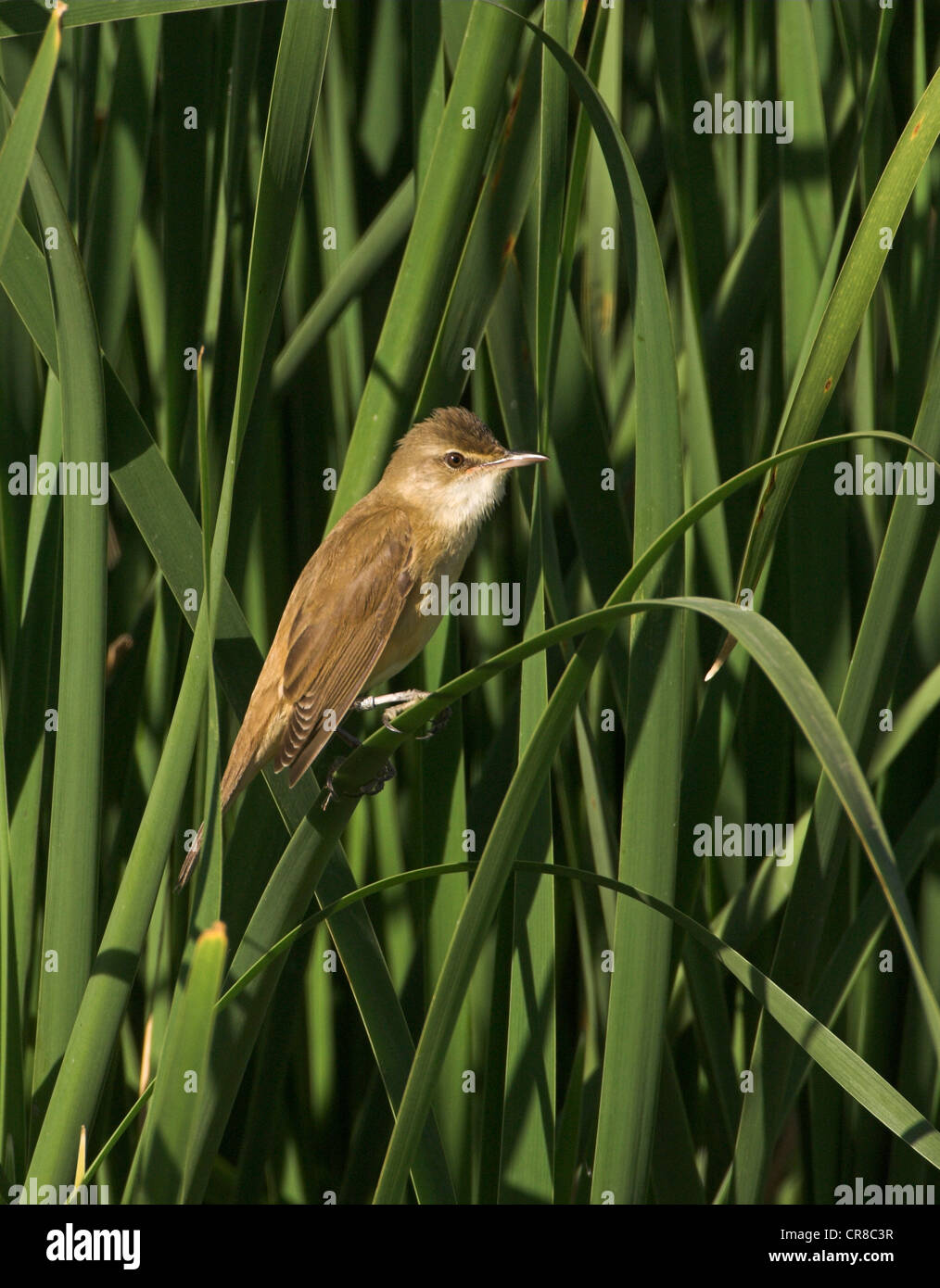 Great Reed Warbler Acrocephalus arundinaceus singing in reed bed Spain ...
