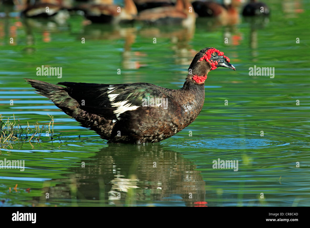 Muscovy duck (Cairina moschata), adult drake, in water, Pantanal ...
