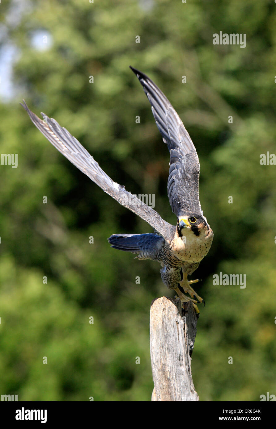 Peregrine falcon (Falco peregrinus), adult, male, perched, Germany ...
