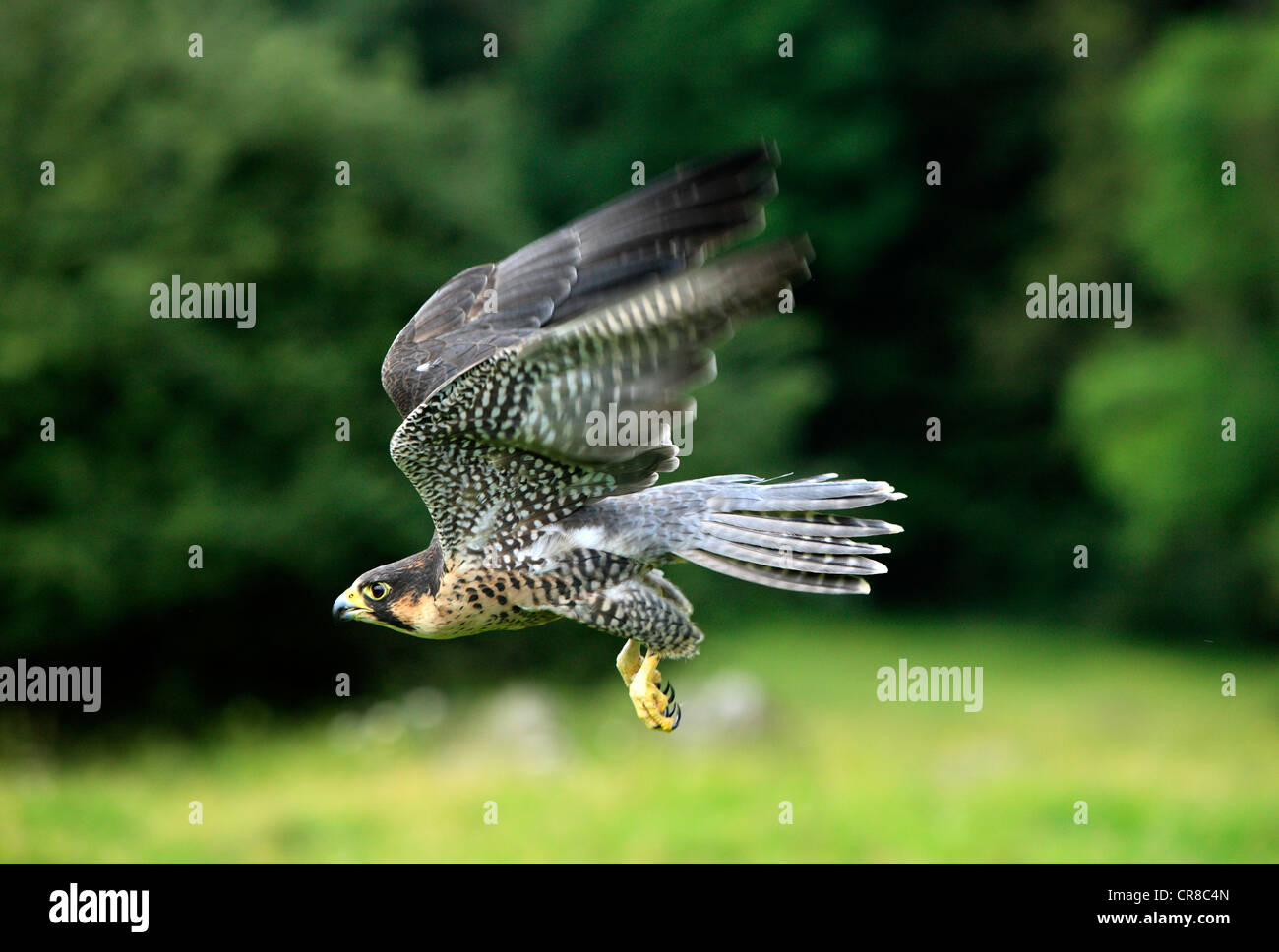 Peregrine falcon (Falco peregrinus), adult, male, in flight, Germany ...