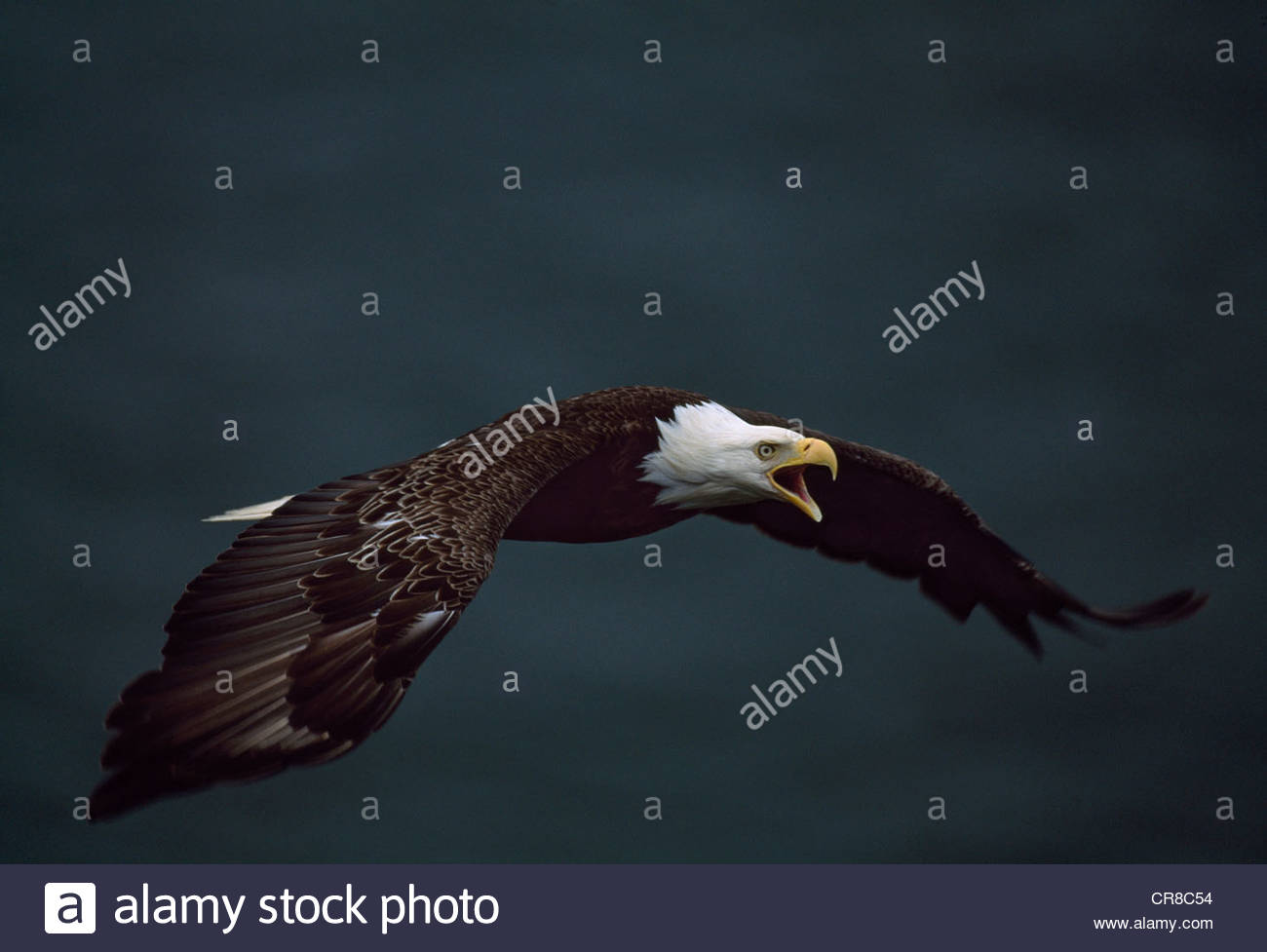 Spread Eagle Stock Photos & Spread Eagle Stock Images - Alamy