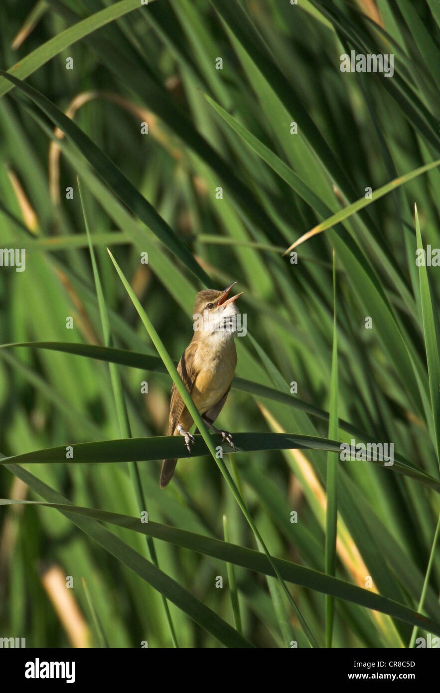 Great Reed Warbler Acrocephalus arundinaceus singing in reed bed Spain ...