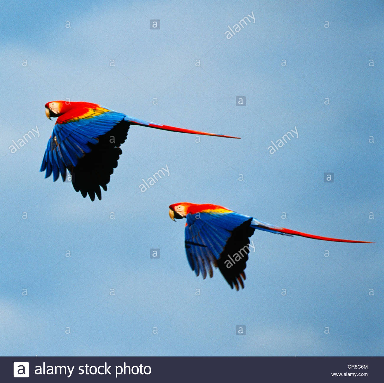 Scarlet Macaw Pair Stock Photos & Scarlet Macaw Pair Stock Images - Alamy
