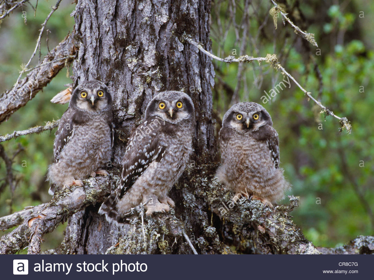 Hawk Feather Stock Photos & Hawk Feather Stock Images - Alamy