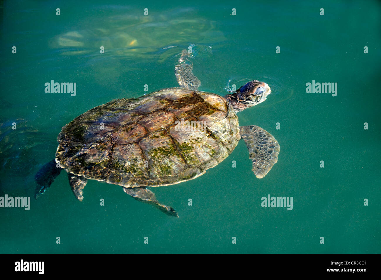 Adult sea turtle hi-res stock photography and images - Alamy