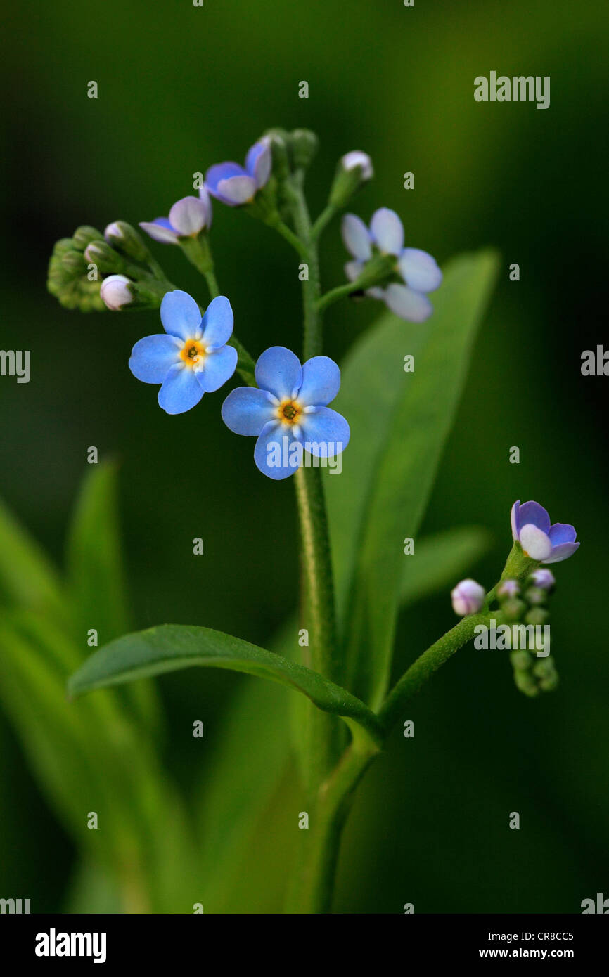 Water Forget-me-not (Myosotis palustris), flowering, wild plant ...