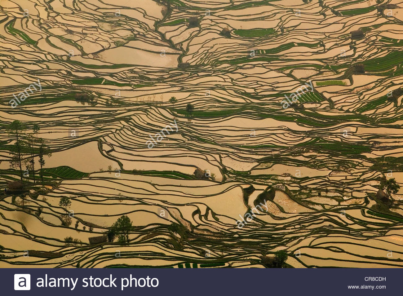 Rice Paddies China Stock Photos & Rice Paddies China Stock Images - Alamy