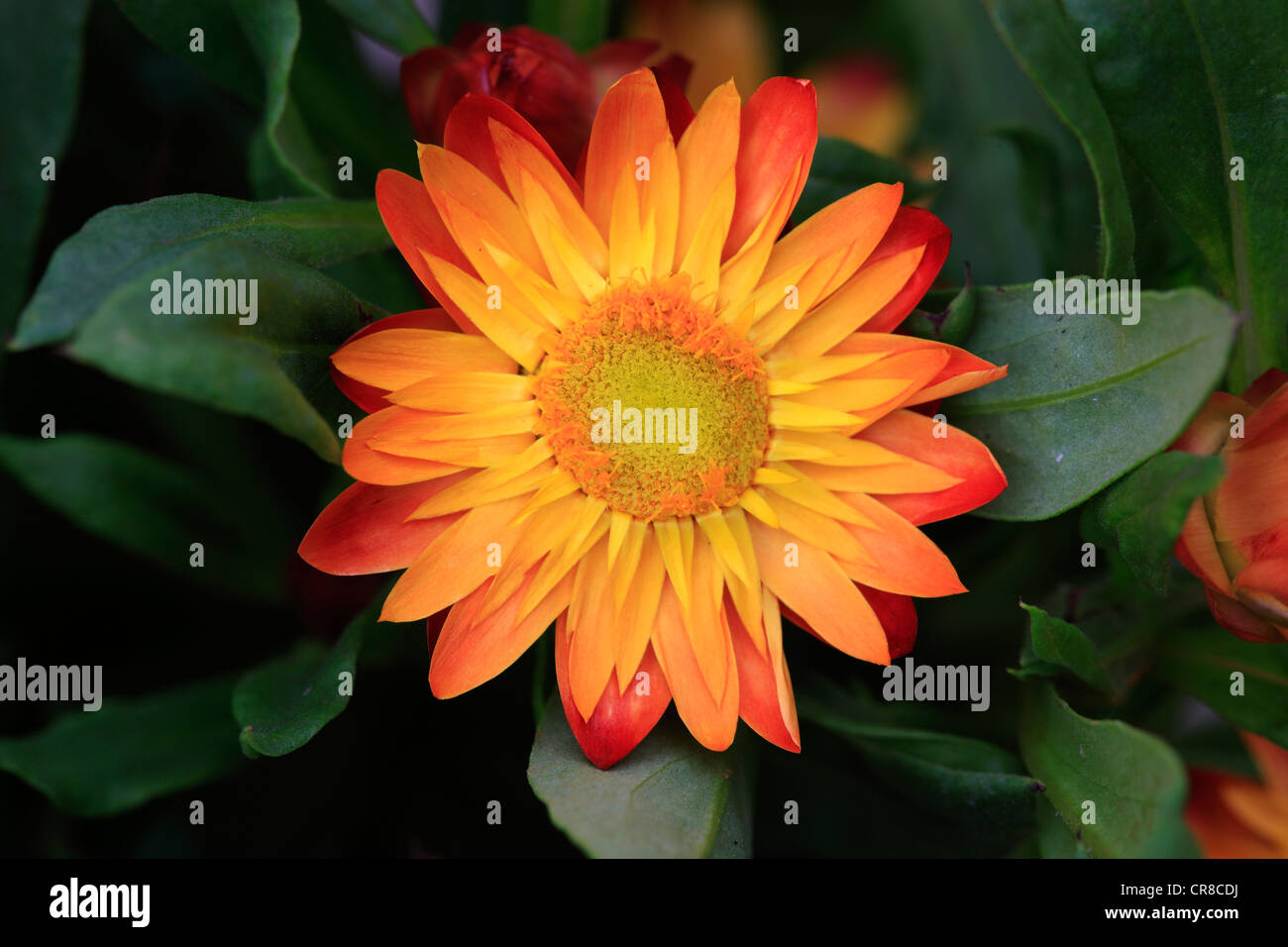 Golden Everlasting (Helichrysum bracteatum), flower, Germany, Europe ...