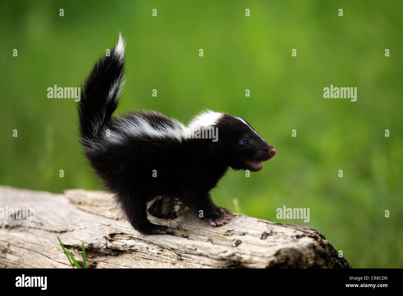 Striped Skunk (Mephitis mephitis), juvenile, one month, on tree trunk ...