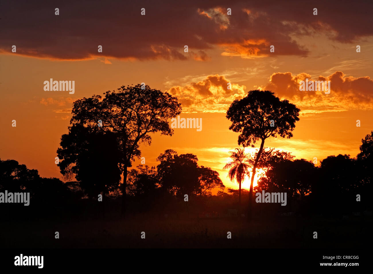 Trees in front of sunset, Pantanal, Brazil, South America Stock Photo ...