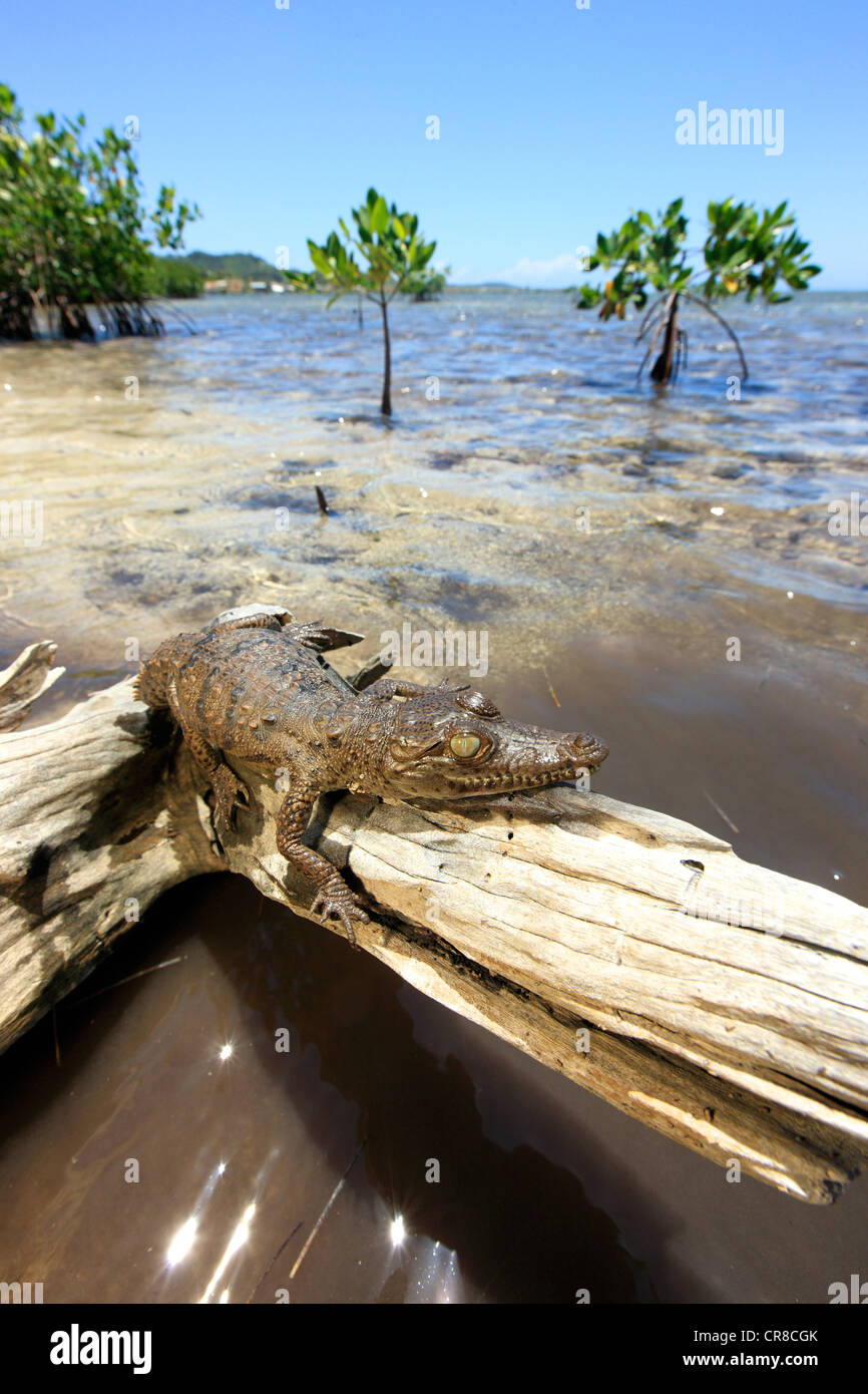 American crocodile crocodylus acutus hi-res stock photography and ...