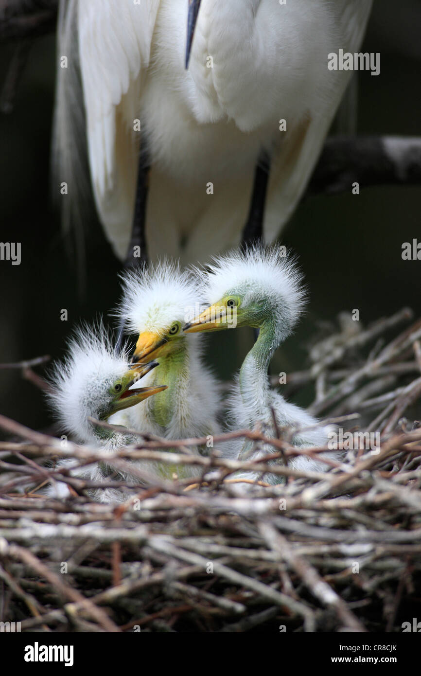 Juvenile great egret hi-res stock photography and images - Alamy