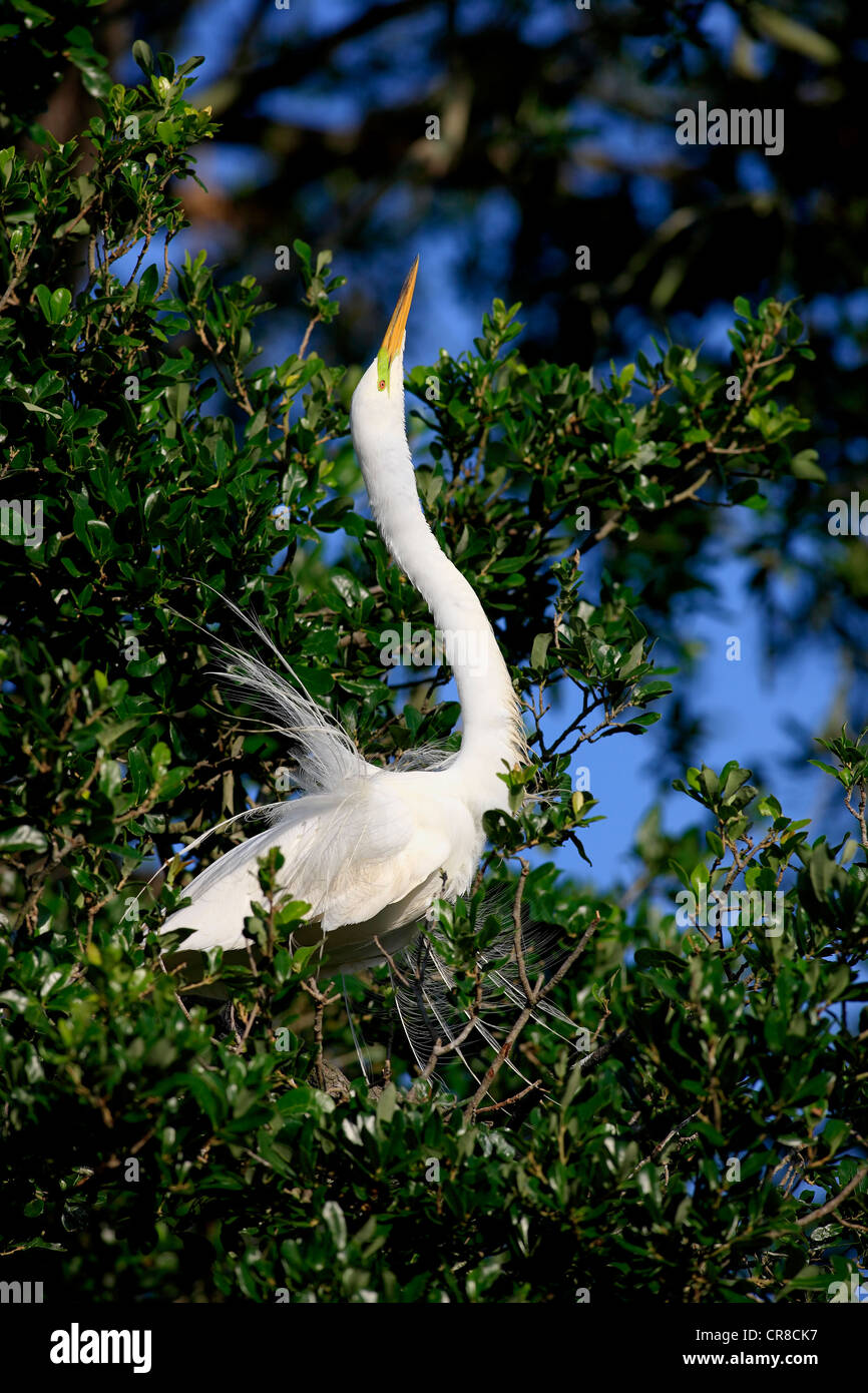 Great Egret (Egretta alba), adult, displaying, in breeding plumage ...