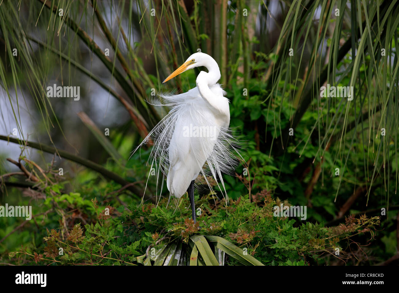 Great Egret (Egretta alba), adult perched on tree, in breeding plumage ...