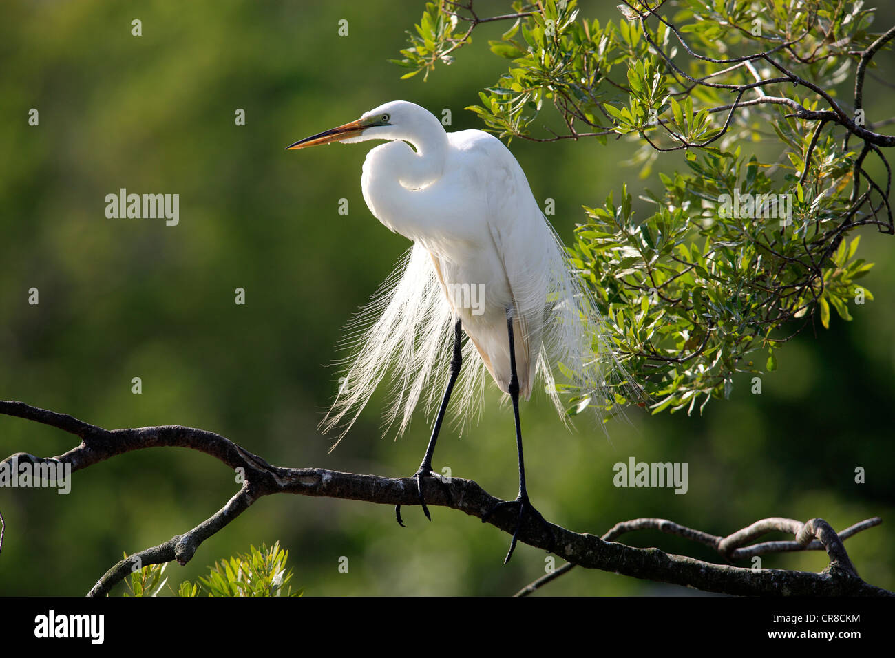Egretta alba branch tree hi-res stock photography and images - Alamy