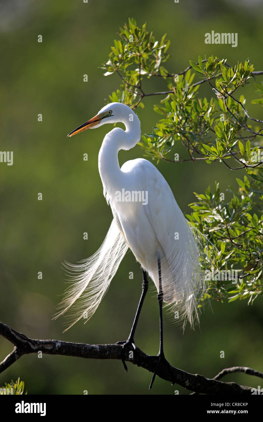 Great white egret face hi-res stock photography and images - Alamy