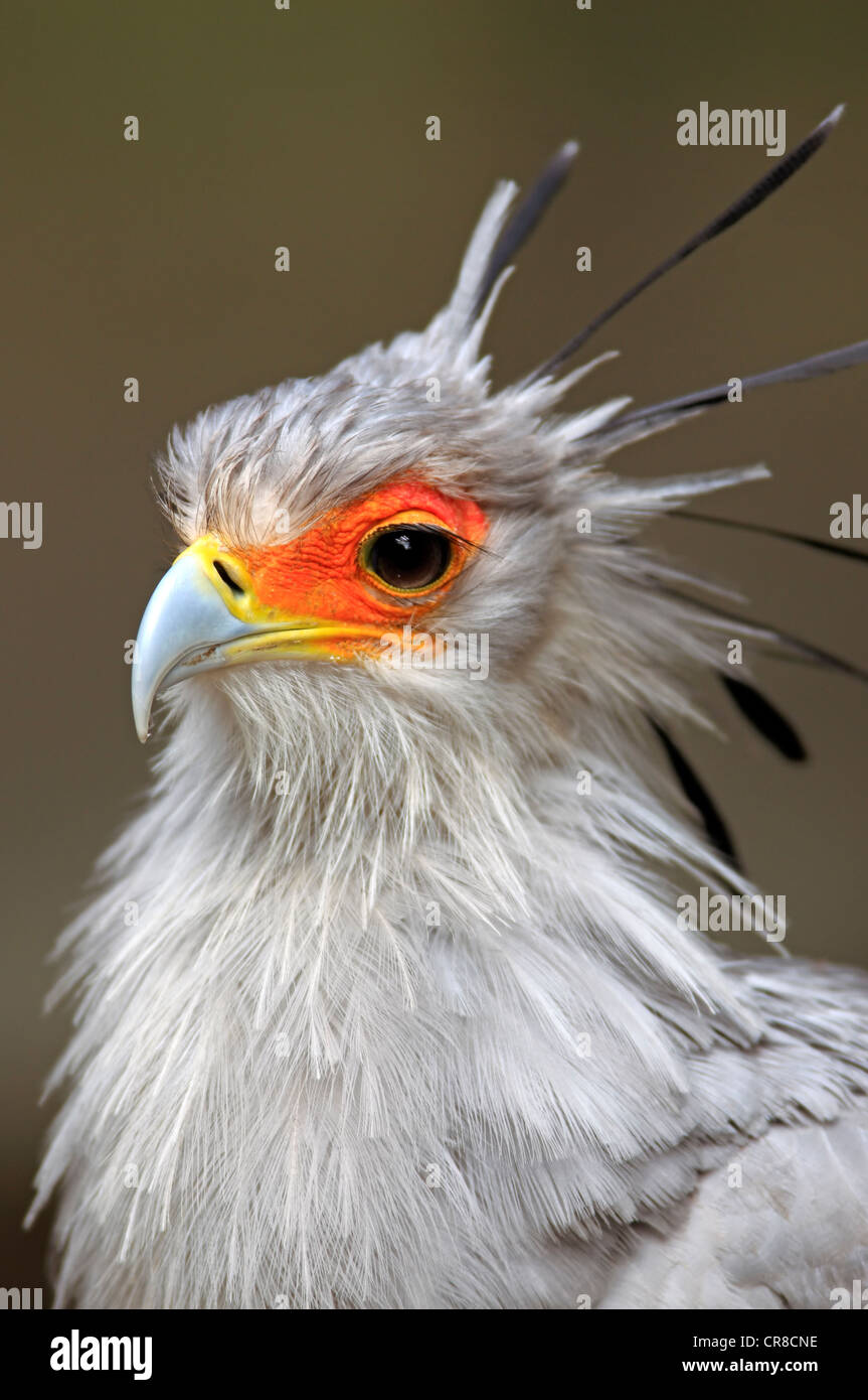 Secretarybird or Secretary Bird (Sagittarius serpentarius), adult ...
