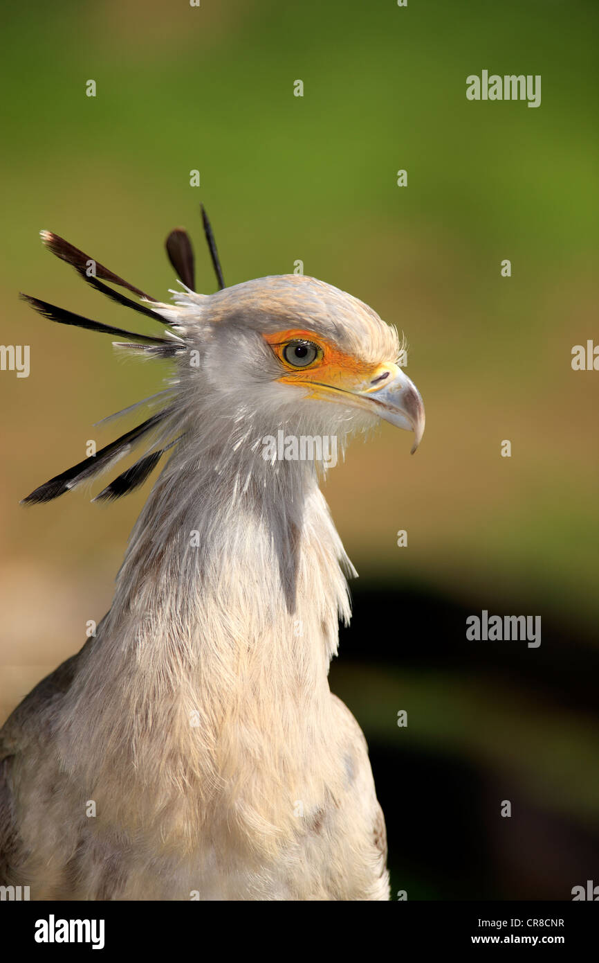 Secretarybird or Secretary Bird (Sagittarius serpentarius), adult ...