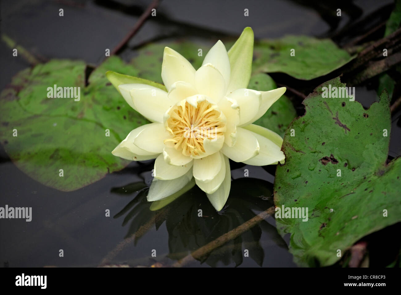 Night lily hi-res stock photography and images - Alamy