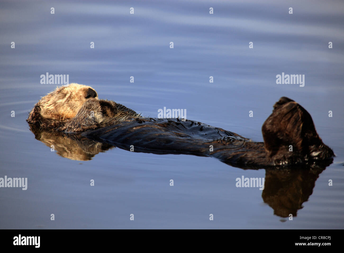 Female sea otters hi-res stock photography and images - Alamy