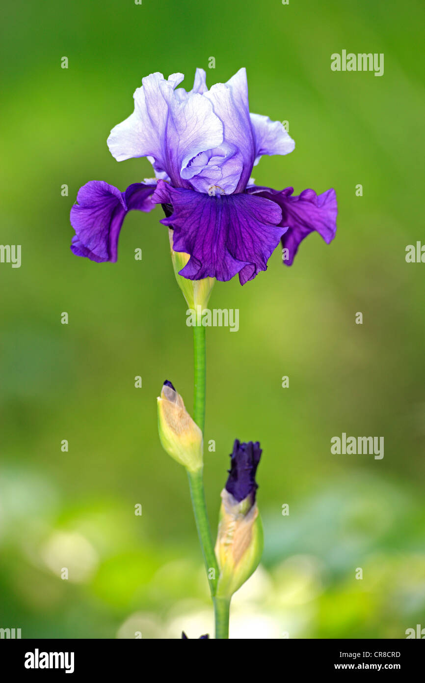 Europe flowering hi-res stock photography and images - Alamy