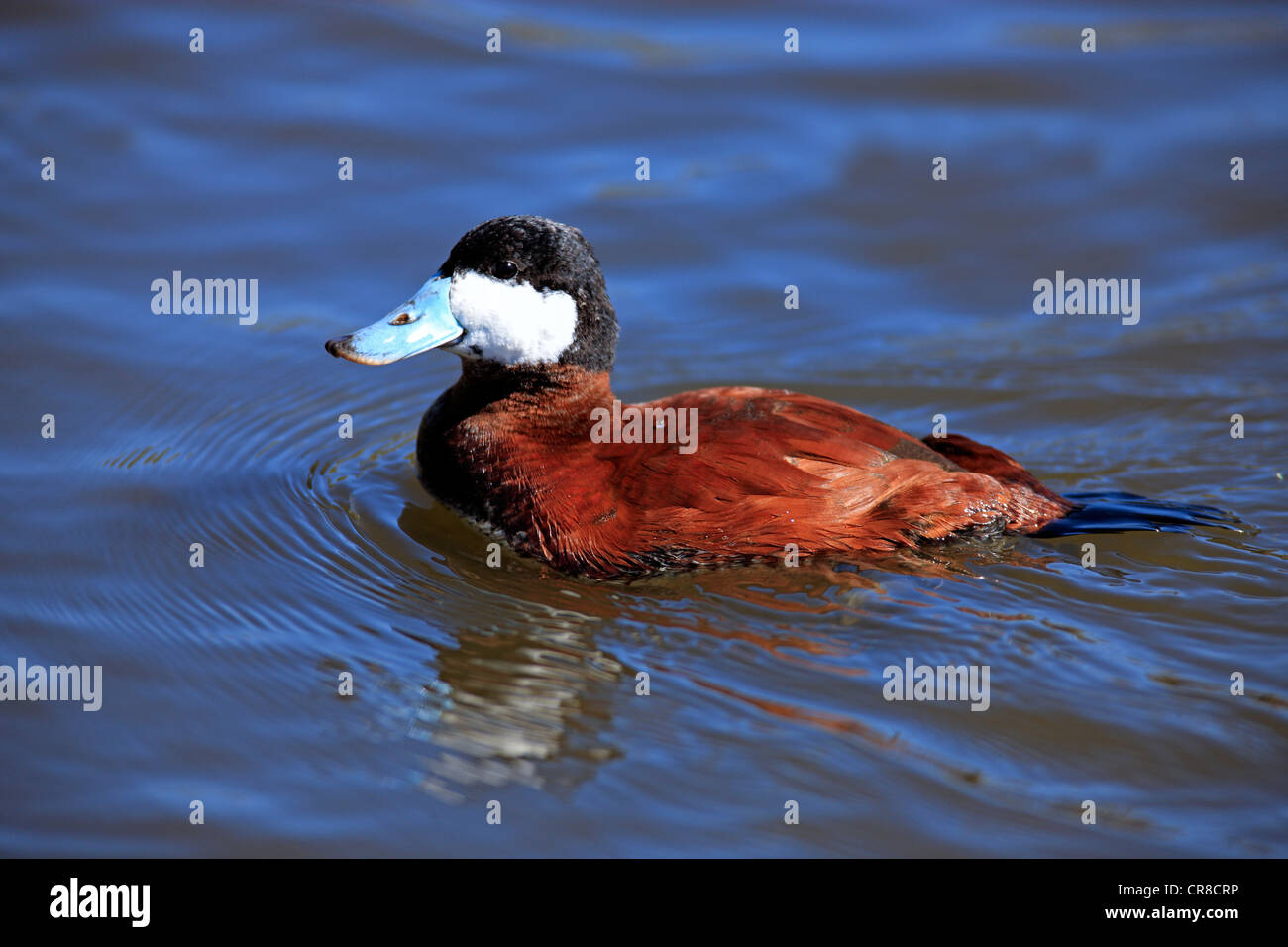 Ruddy duck (Oxyura jamaicensis), adult, drake, swimming, California ...