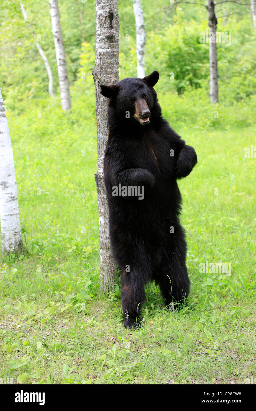 American black bear (Ursus americanus), adult, standing upright ...