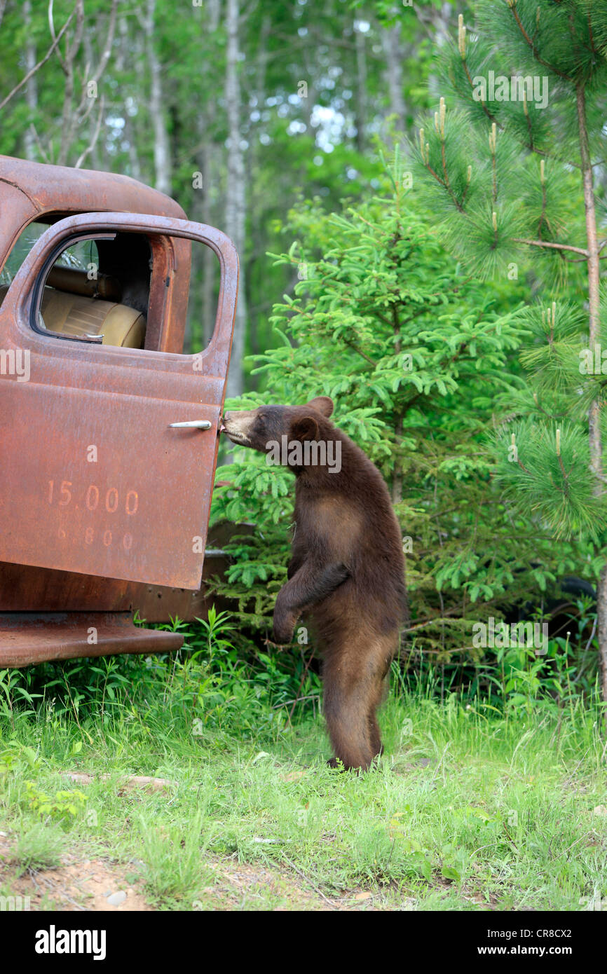 American black bear (Ursus americanus), cub, standing upright at car ...