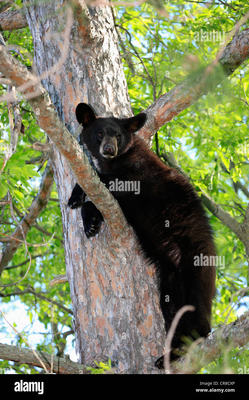 American black bear on tree hi-res stock photography and images - Alamy
