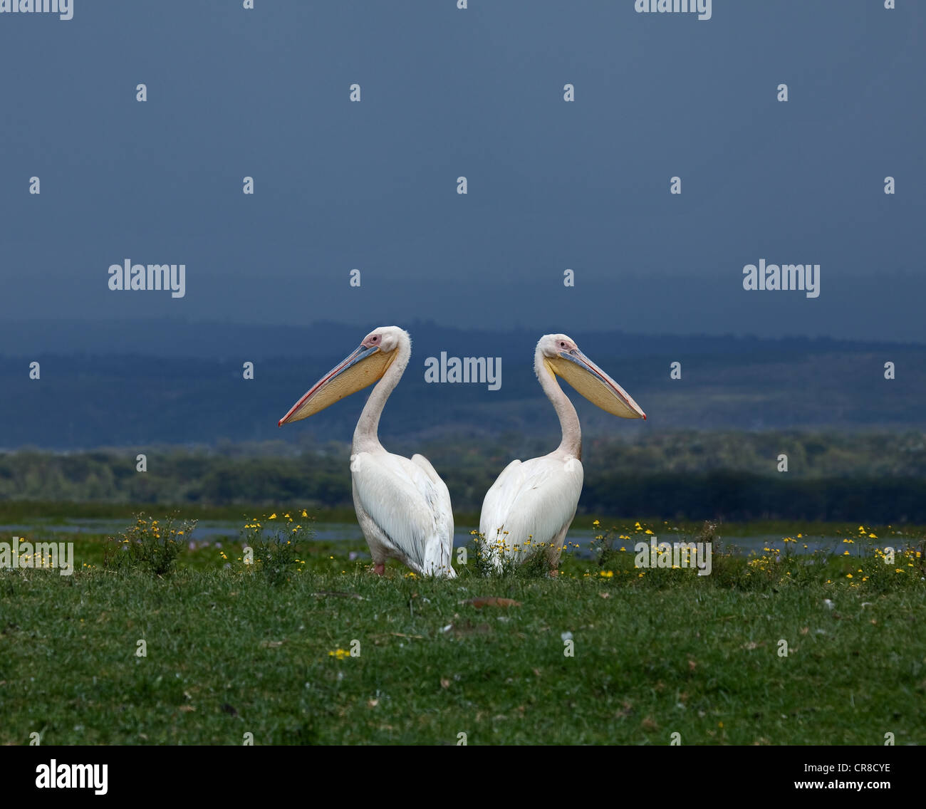 Great White Pelicans facing away from each other Stock Photo - Alamy