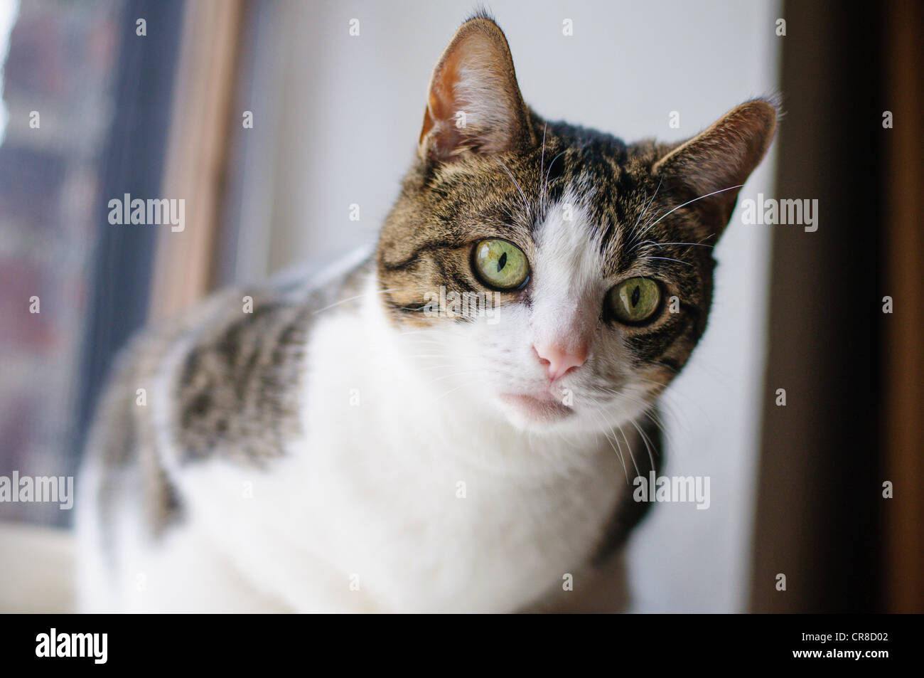 Crooked cat hi-res stock photography and images - Alamy