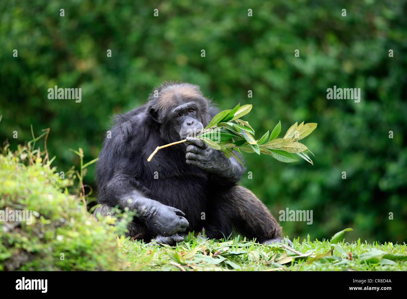 Chimpanzees eating food hi-res stock photography and images - Alamy