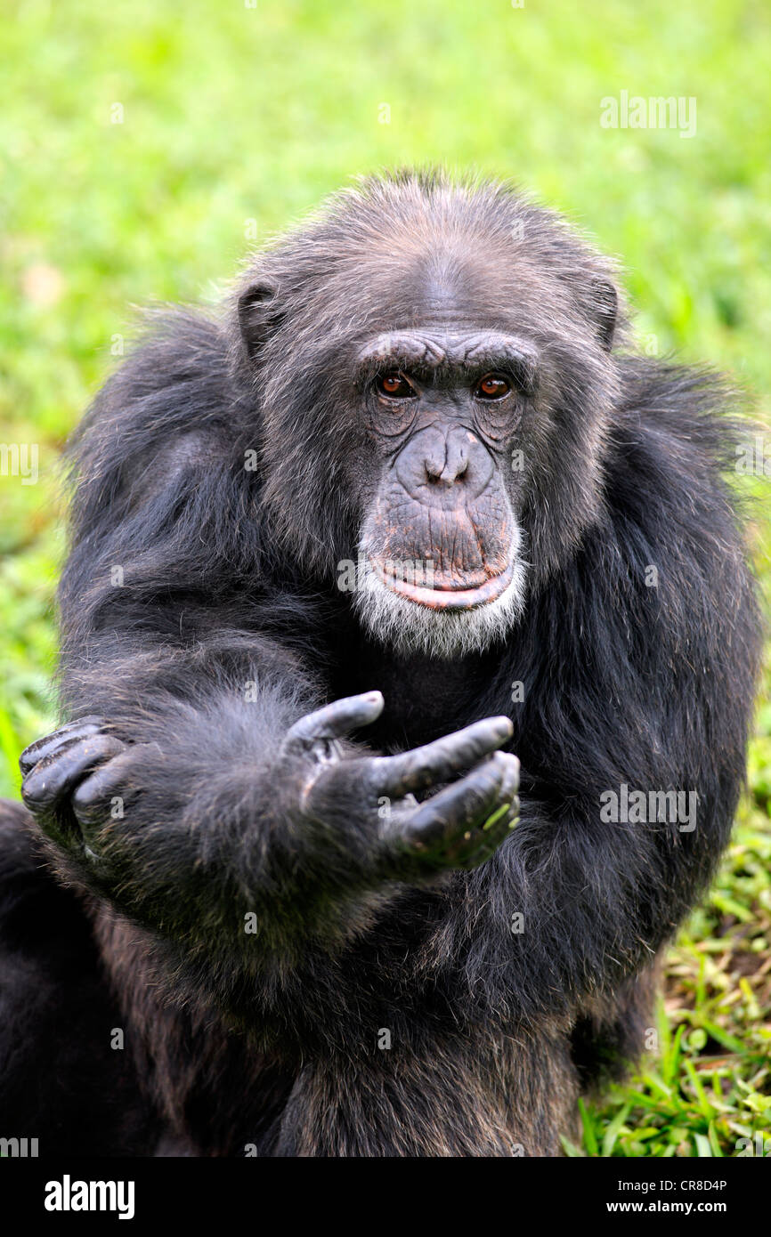 Chimpanzee (Pan troglodytes troglodytes), male, begging, captive ...