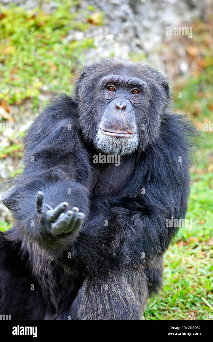 Chimpanzee (Pan troglodytes troglodytes), male, begging, captive ...