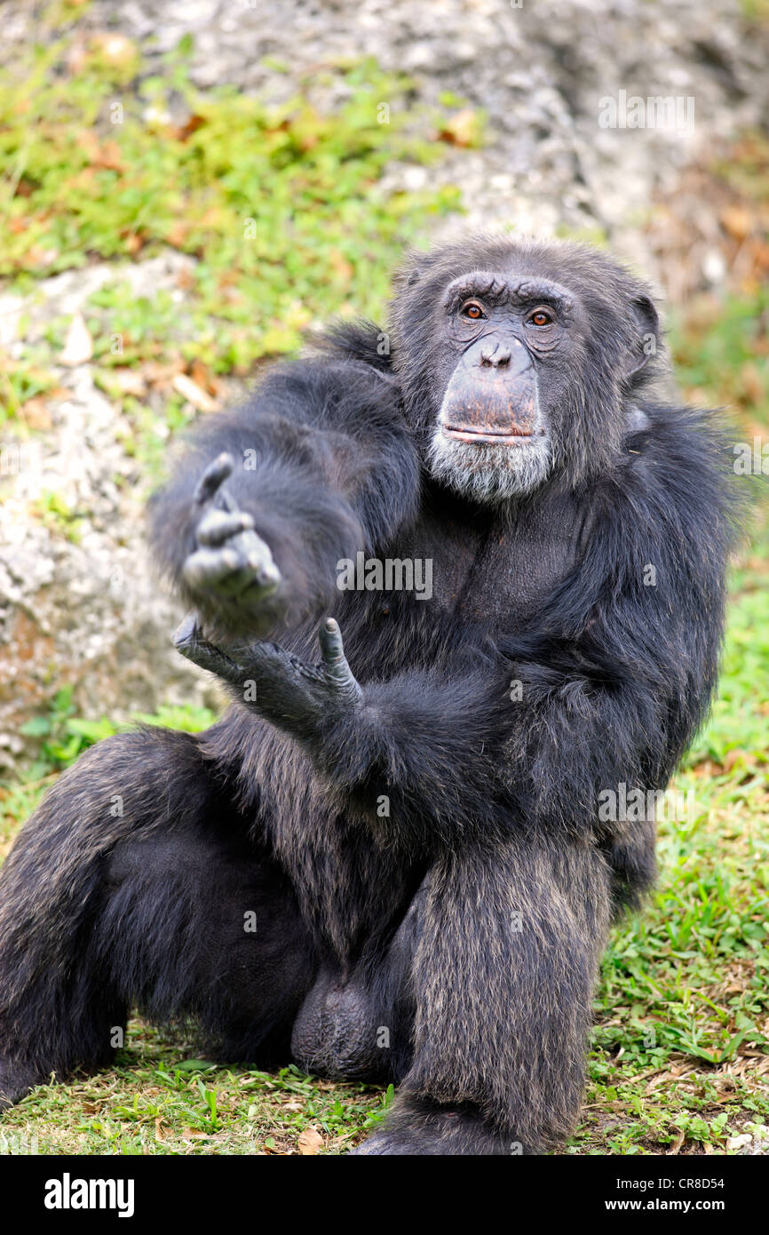 Chimpanzee (Pan troglodytes troglodytes), male, begging, captive ...