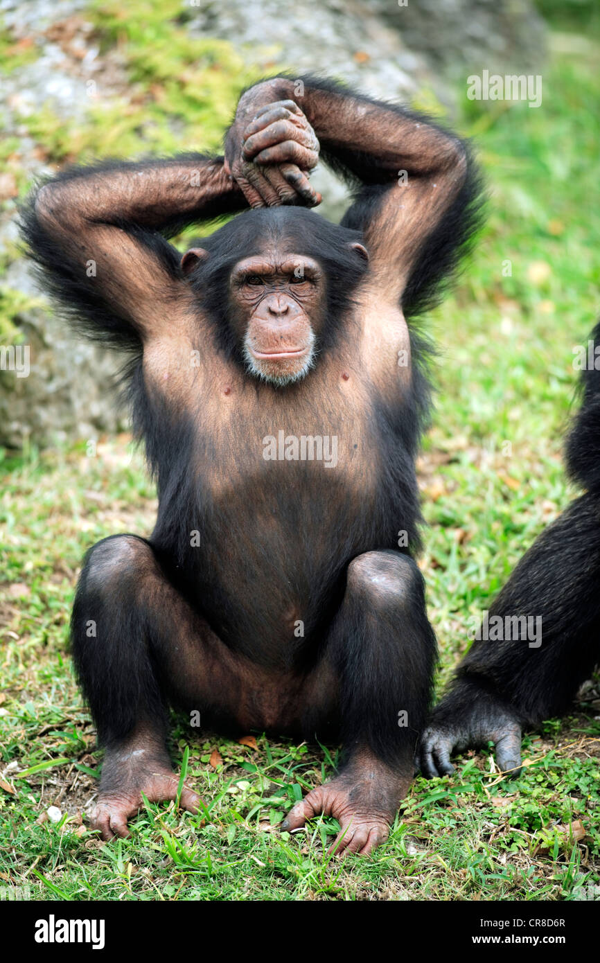 Chimpanzee (Pan troglodytes troglodytes), subadult, grimace, captive ...