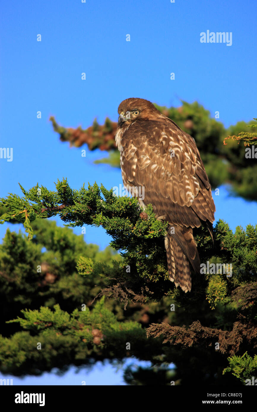 American red tailed hawk hi-res stock photography and images - Alamy