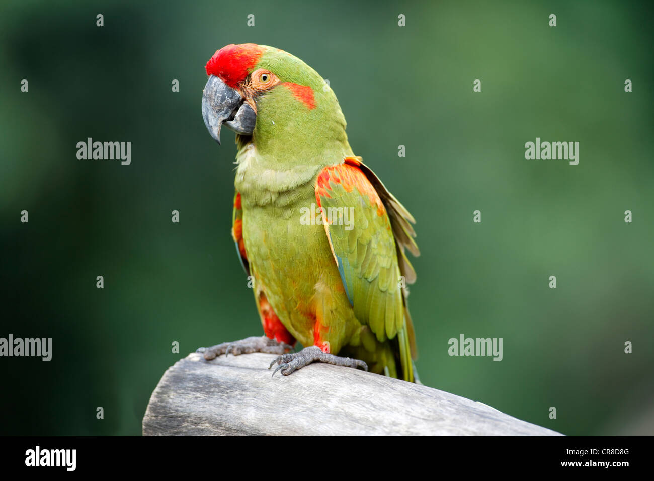 Red-fronted Macaw (Ara rubrogenys), adult, perched on tree, Florida ...
