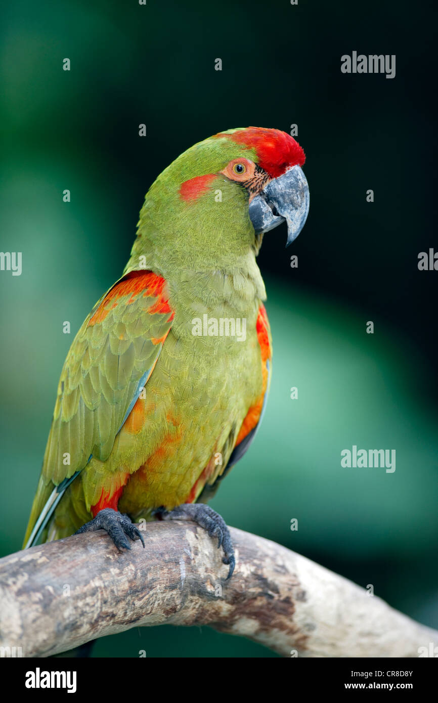 Red fronted macaw hi-res stock photography and images - Alamy
