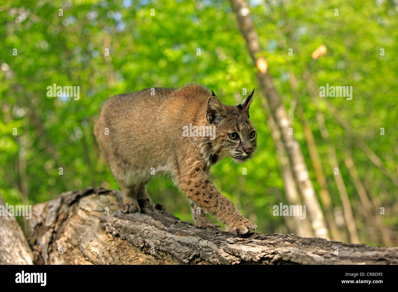 Adult bobcat lynx rufus hi-res stock photography and images - Alamy