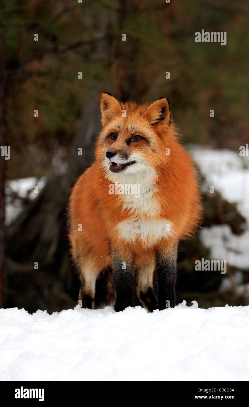 Red Fox (Vulpes vulpes), adult, foraging for food, snow, Montana, USA ...
