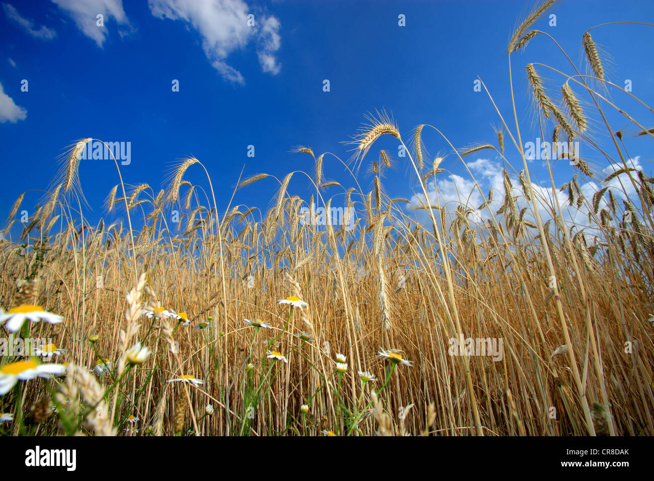 Rye (Secale cereale), rye field, before harvest, Ellerstadt, Germany ...