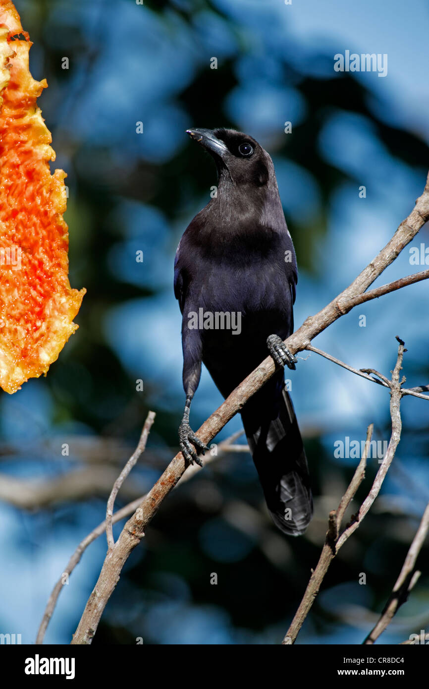Purplish jay cyanocorax cyanomelas adult hi-res stock photography and ...