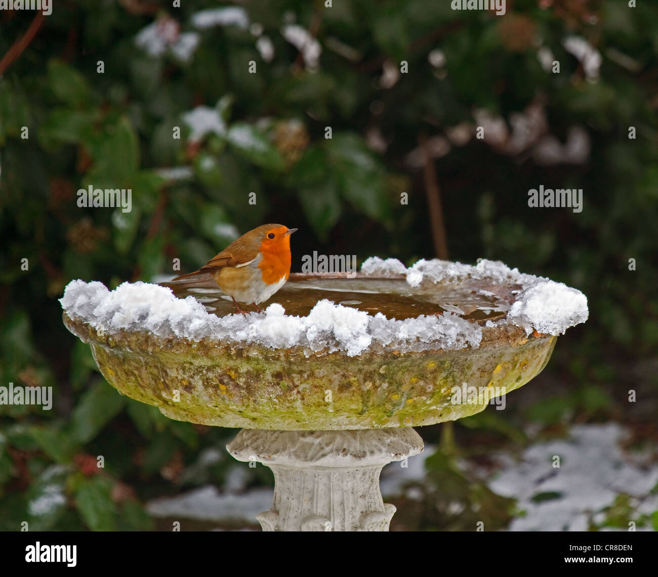Bird bath winter garden hi-res stock photography and images - Alamy