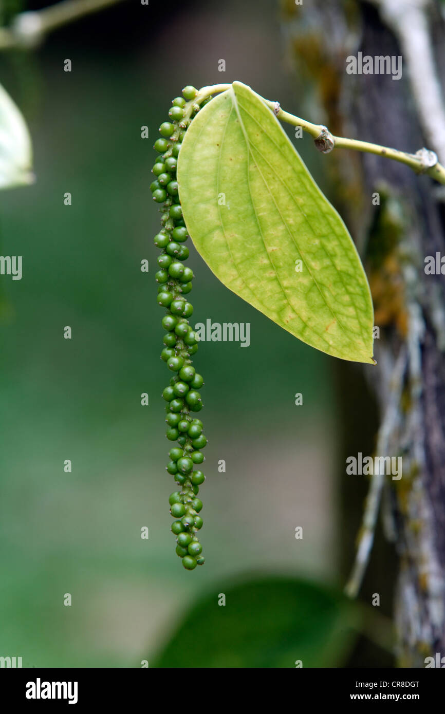 Black Pepper (Piper nigrum), Singapore, Southeast Asia, Asia Stock ...