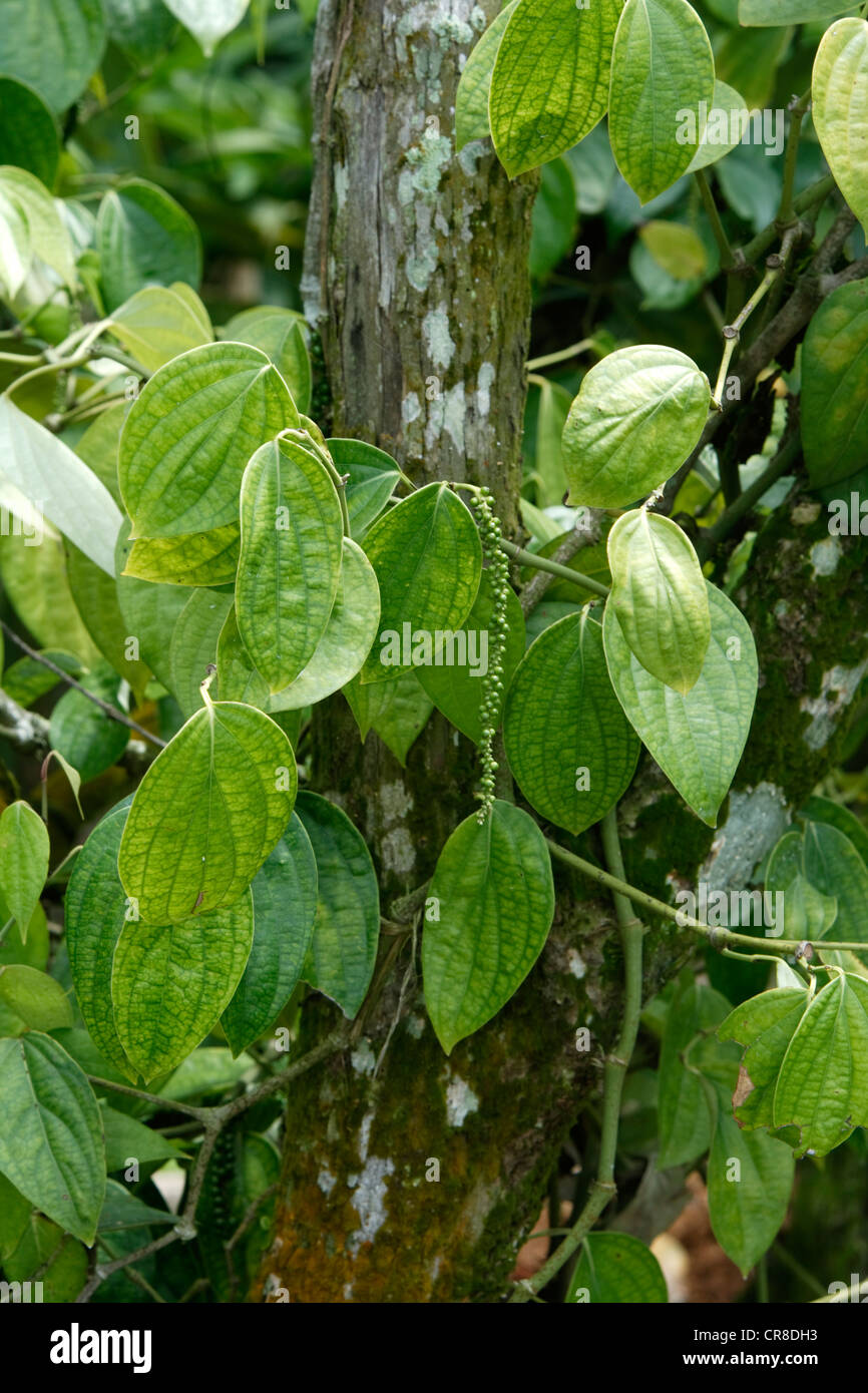 Black pepper piper nigrum hi-res stock photography and images - Alamy