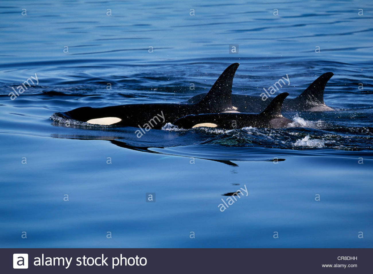 Orca Pod Stock Photos & Orca Pod Stock Images - Alamy