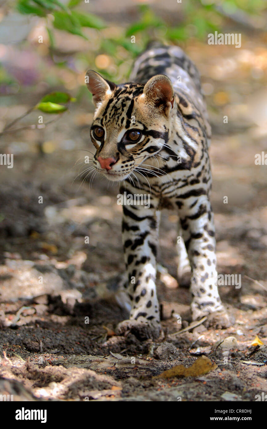 Ocelot (Leopardus pardalis, Felis pardalis), adult male, Honduras ...