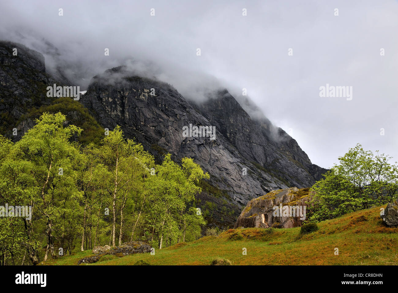 Valley of the birch hi-res stock photography and images - Alamy